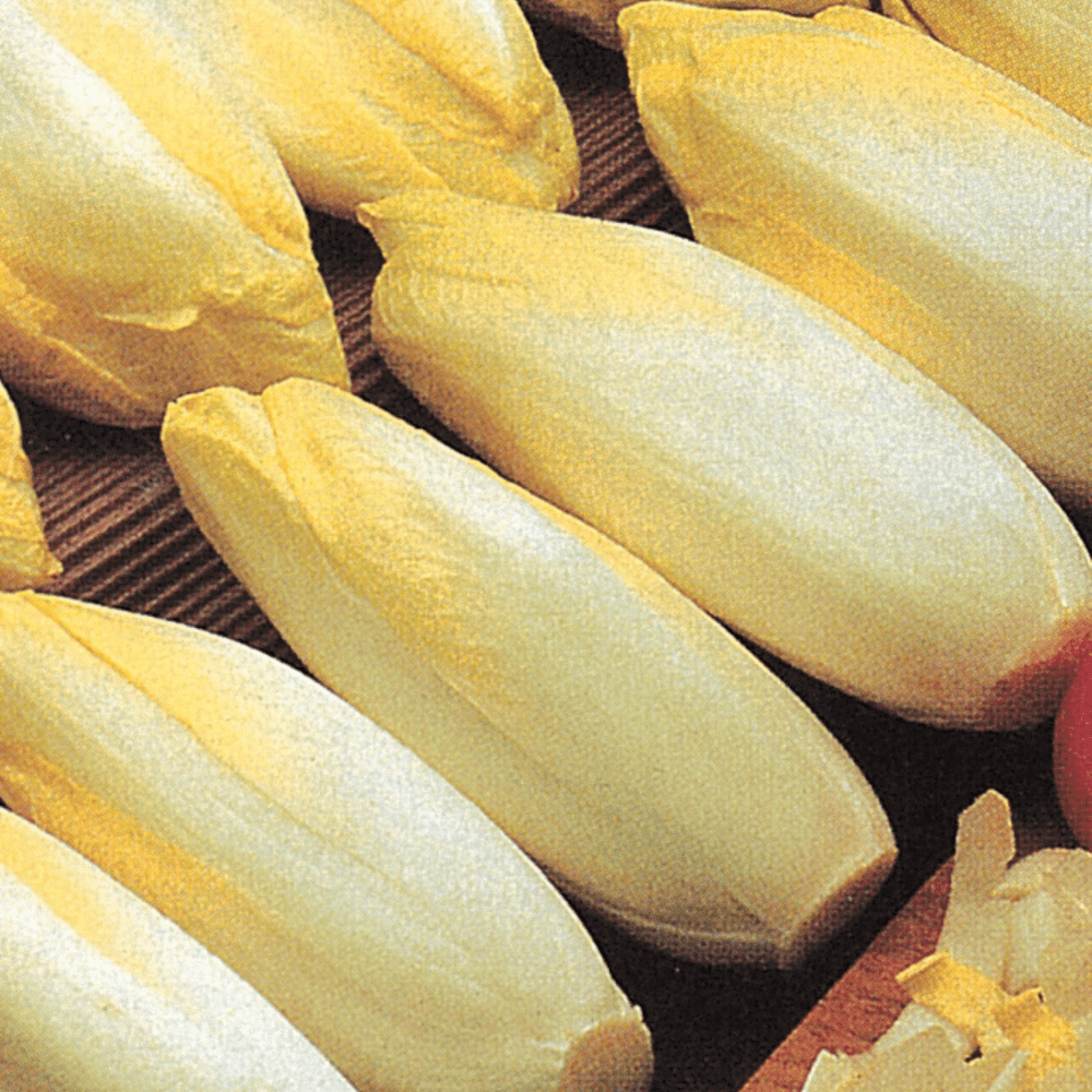 Buy Witloof by Kings Seeds NZ online - Kings Seeds NZ