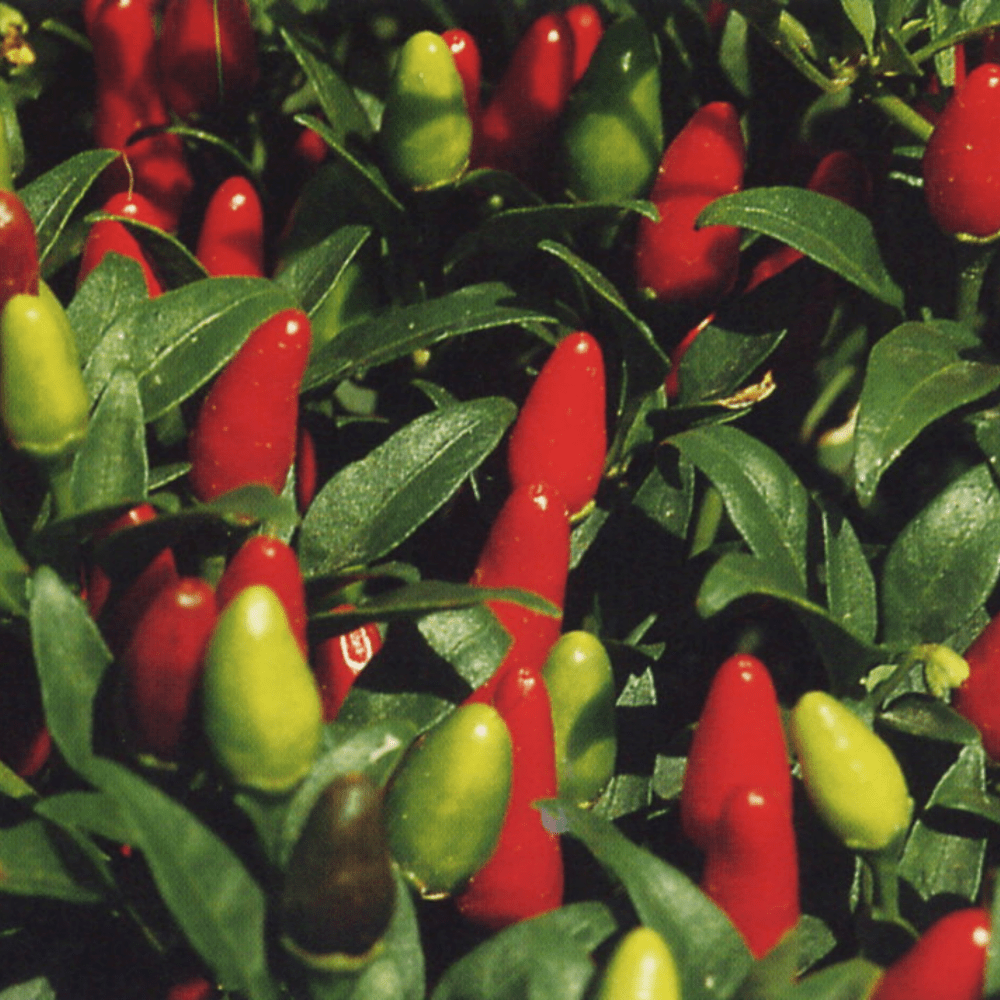 Buy Chilli Thai Hot F1 by Kings Seeds online - Kings Seeds NZ