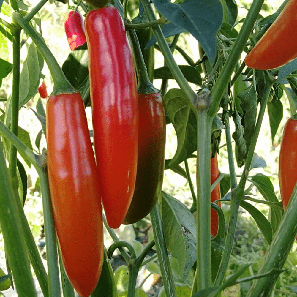 Buy Chilli Serrano by Kings Seeds online - Kings Seeds NZ