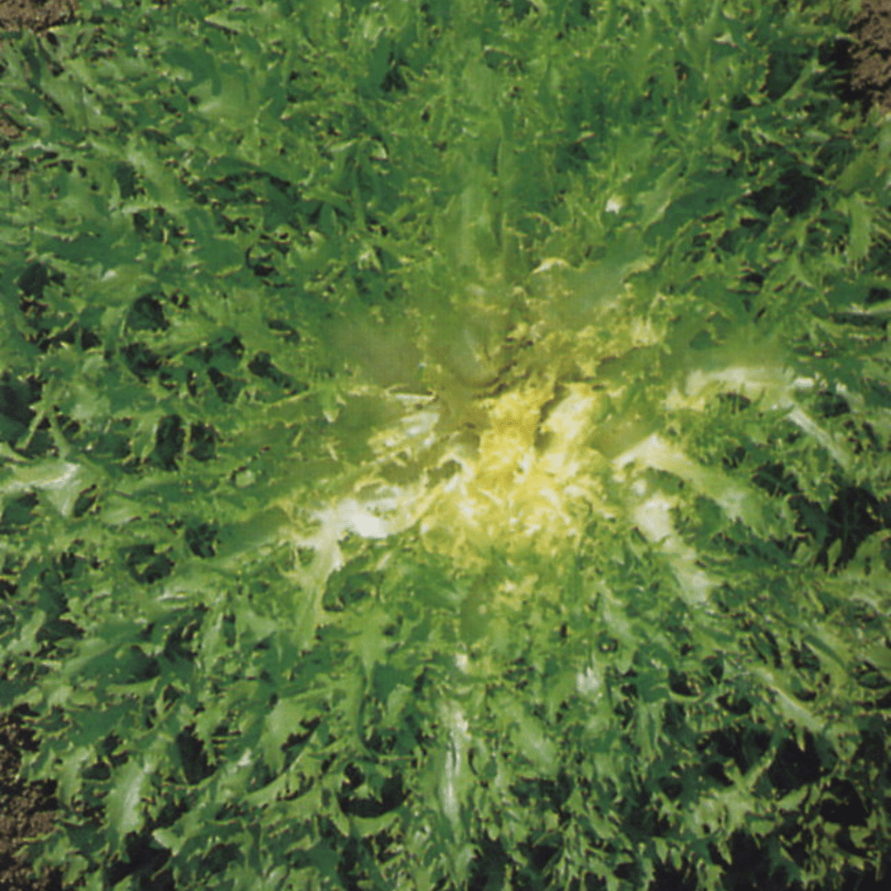 Buy Endive Ruffec Green Curled by Kings Seeds online - Kings Seeds NZ