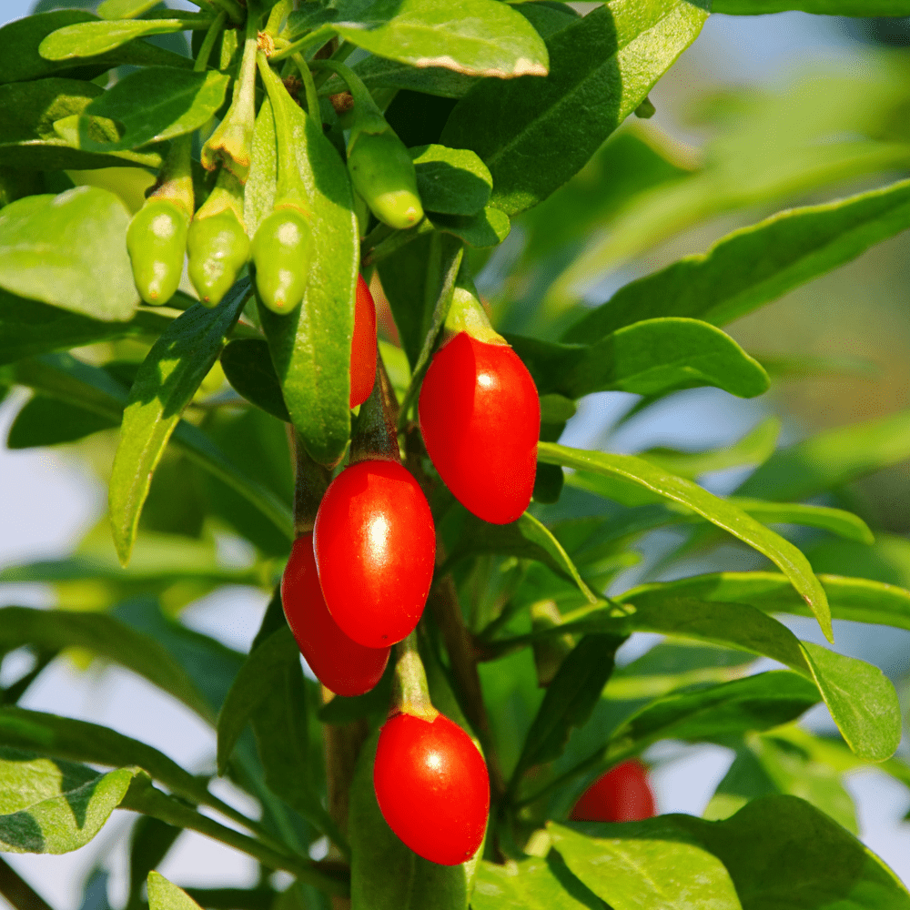 Buy Goji Berry by Kings Seeds online - Kings Seeds NZ