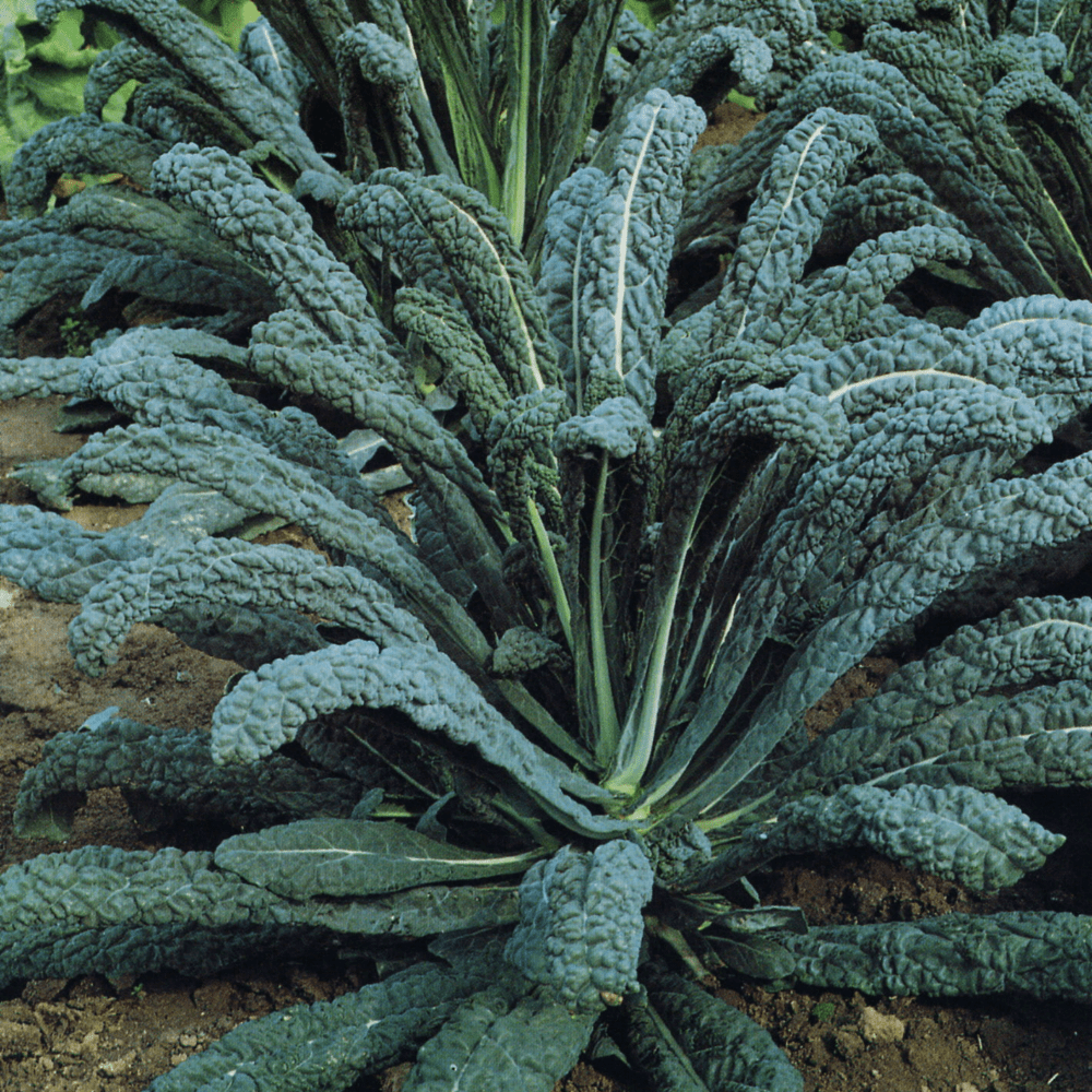 Buy Kale Cavolo Nero by Kings Seeds online - Kings Seeds NZ