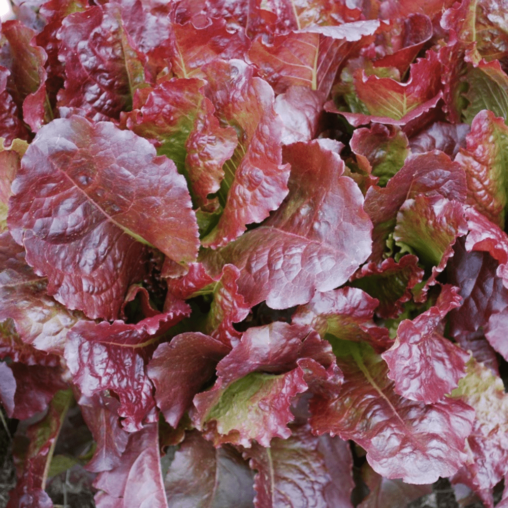 Buy Lettuce Outredgous by Kings Seeds online - Kings Seeds NZ