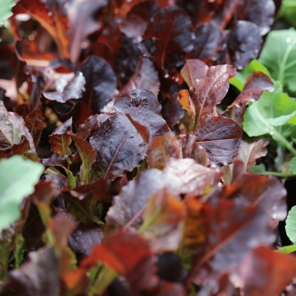 Buy Lettuce Red Caesar by Kings Seeds online - Kings Seeds NZ