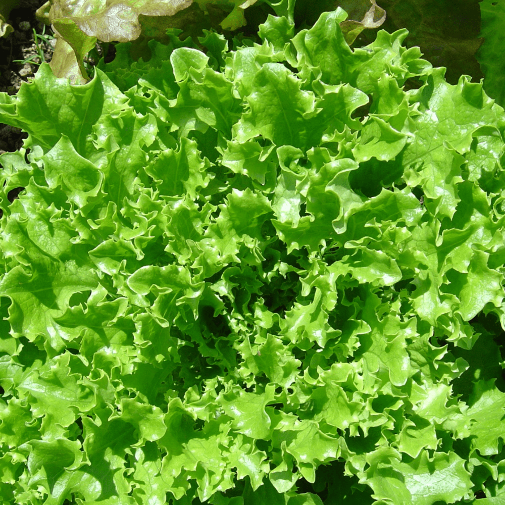 Buy Lettuce Lollo Bionda by Kings Seeds online - Kings Seeds NZ