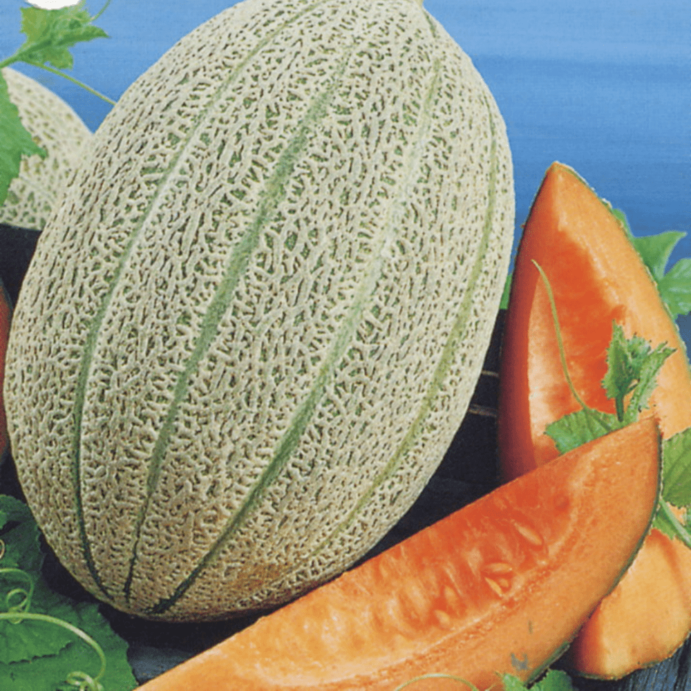 Buy Melon Tuscan Delight F1 by Kings Seeds online - Kings Seeds NZ