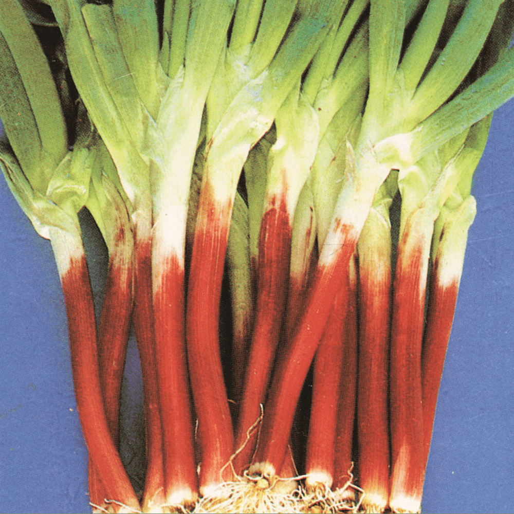 Buy Spring Onion Red Bunching by Kings Seeds NZ online - Kings Seeds NZ