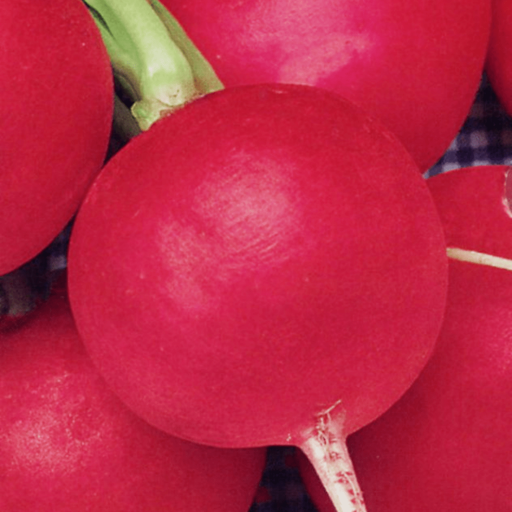 Buy Radish German Giant by Kings Seeds NZ online - Kings Seeds NZ