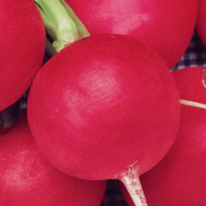 Shop All Vegetable Seed Collections in NZ – Kings Seeds NZ