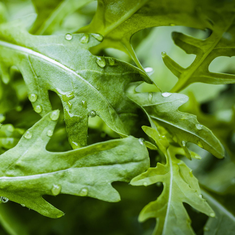 Buy Rocket Runway by Kings Seeds online - Kings Seeds NZ