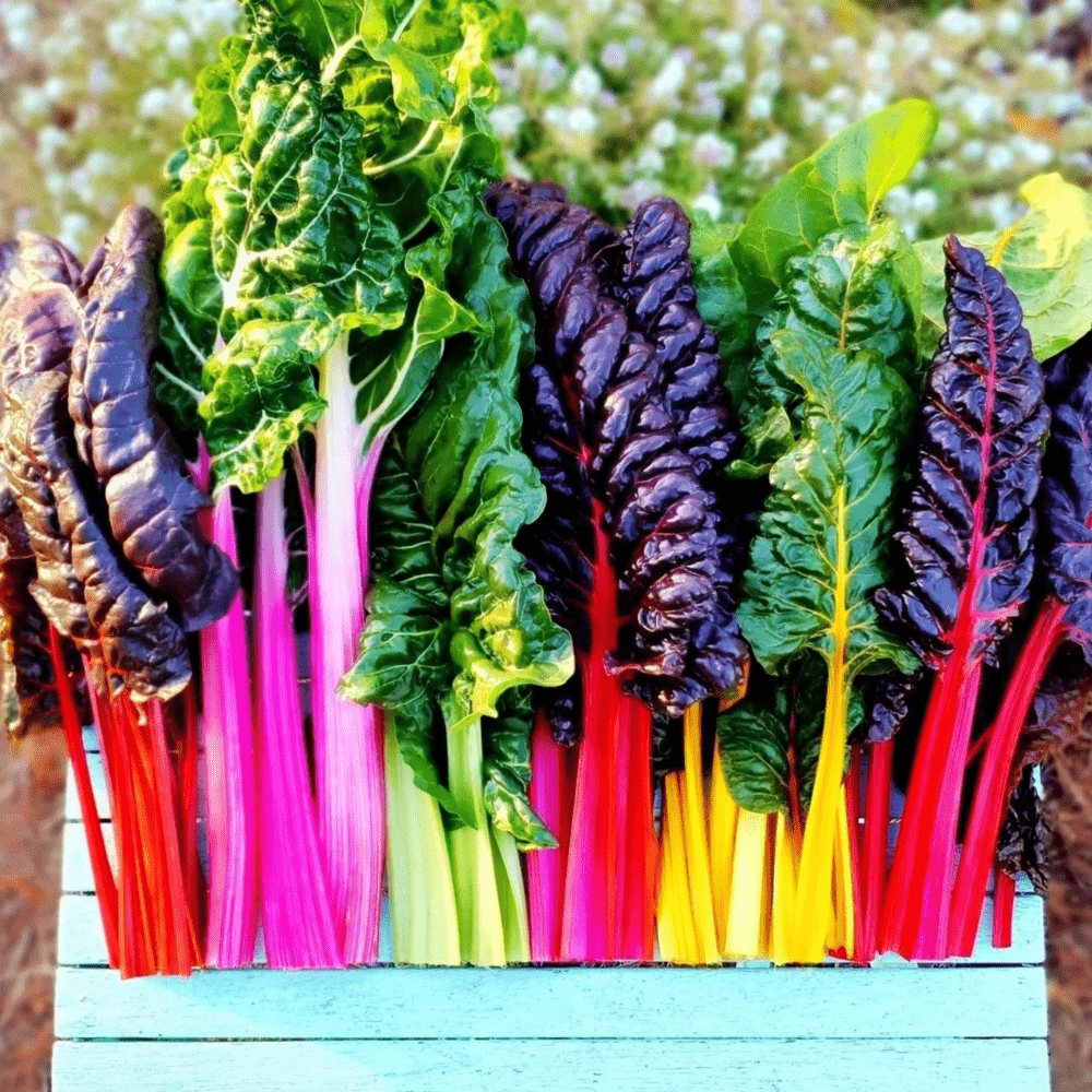 Buy Silverbeet Rainbow Lights by Kings Seeds online - Kings Seeds NZ