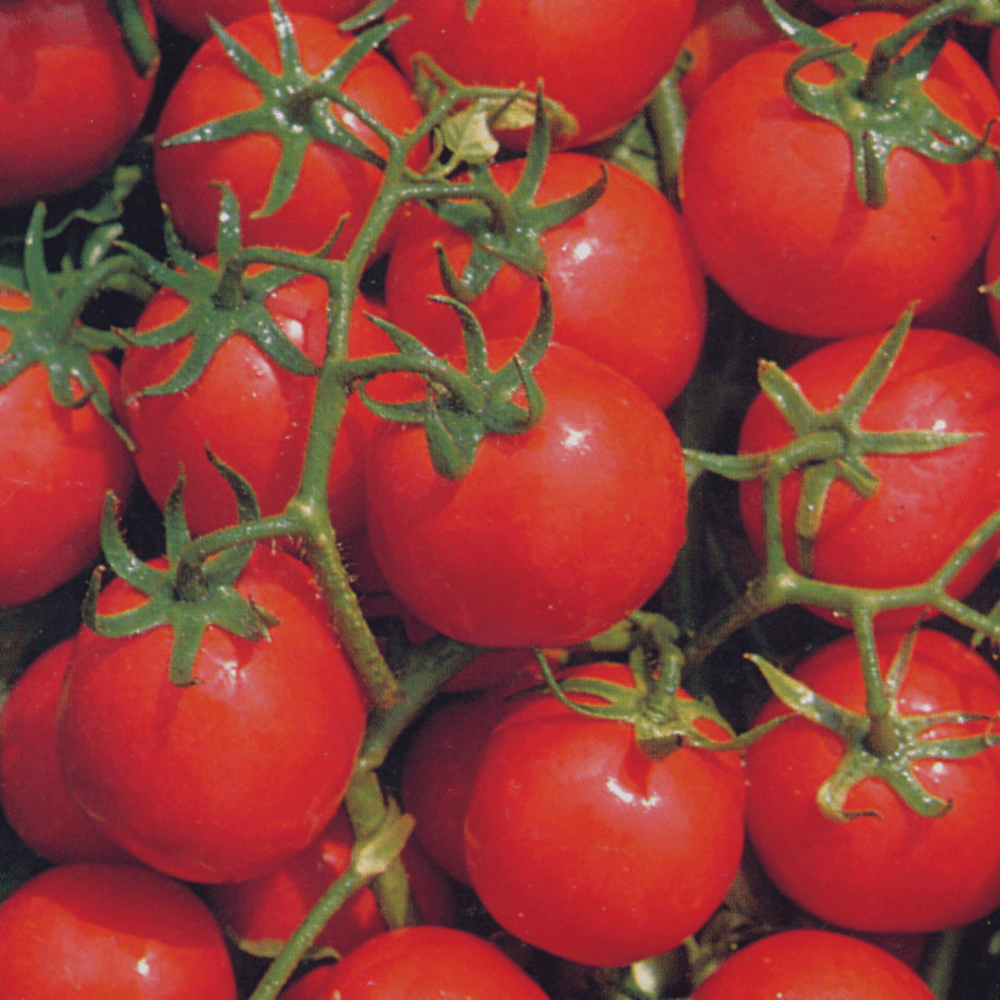 Buy Tomato Bloody Butcher by Kings Seeds online - Kings Seeds NZ