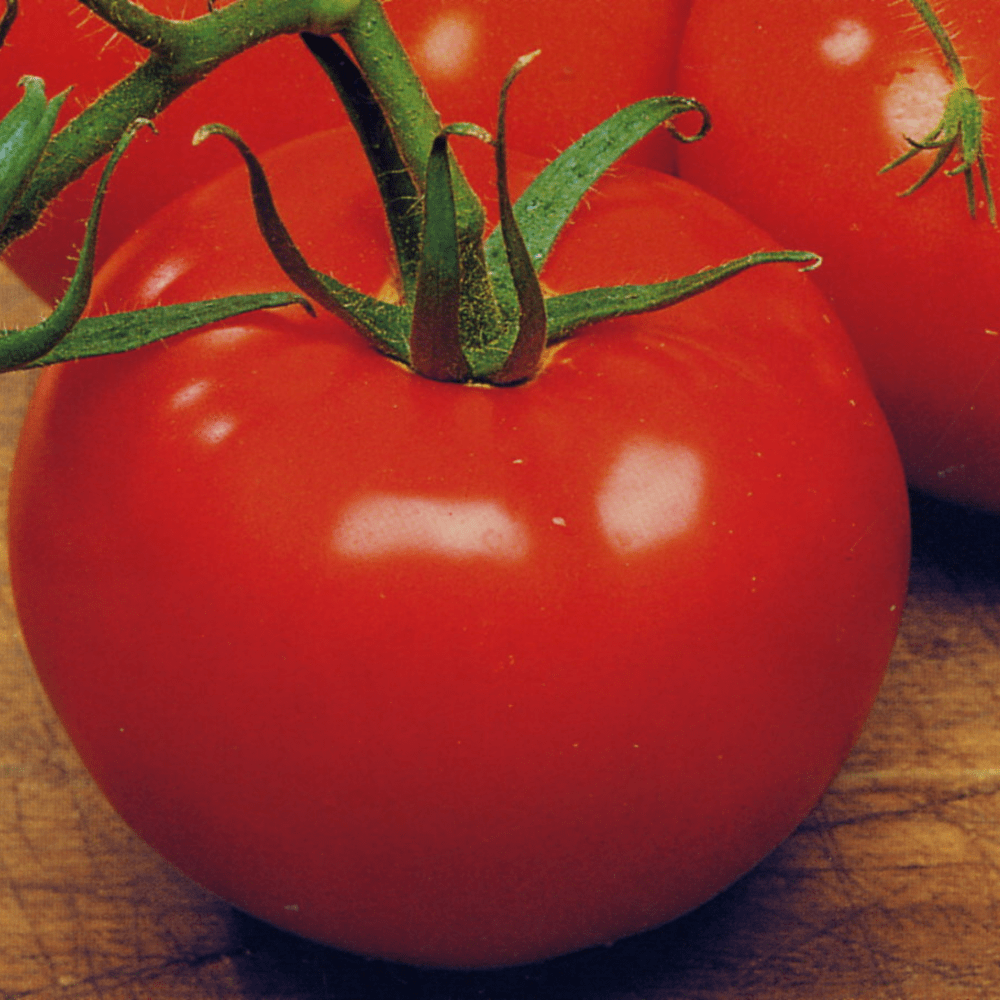 Buy Tomato Moneymaker by Kings Seeds online - Kings Seeds NZ