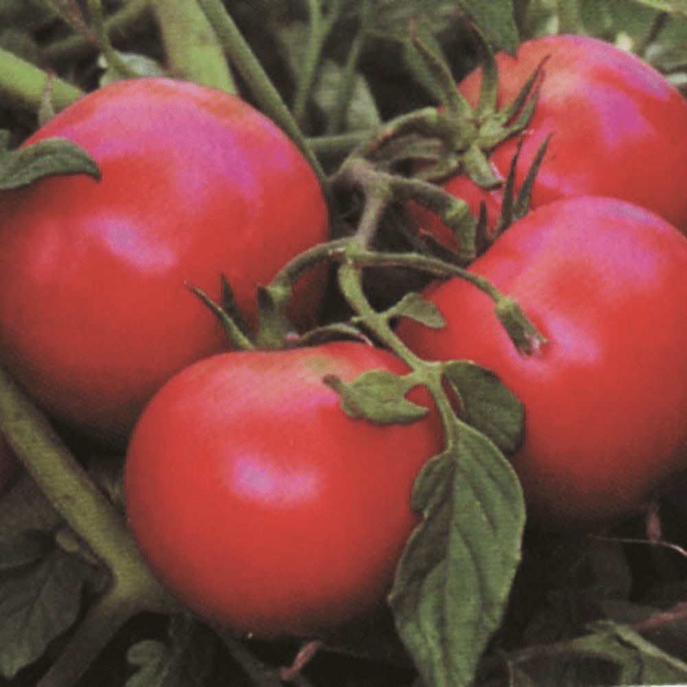Buy Tomato Russian Red by Kings Seeds online - Kings Seeds NZ