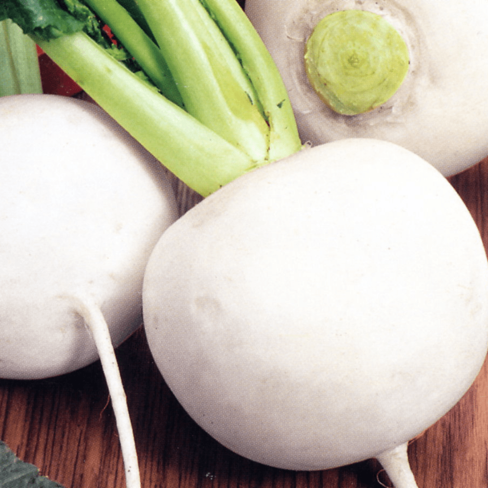 Buy Turnip Snowball by Kings Seeds online - Kings Seeds NZ
