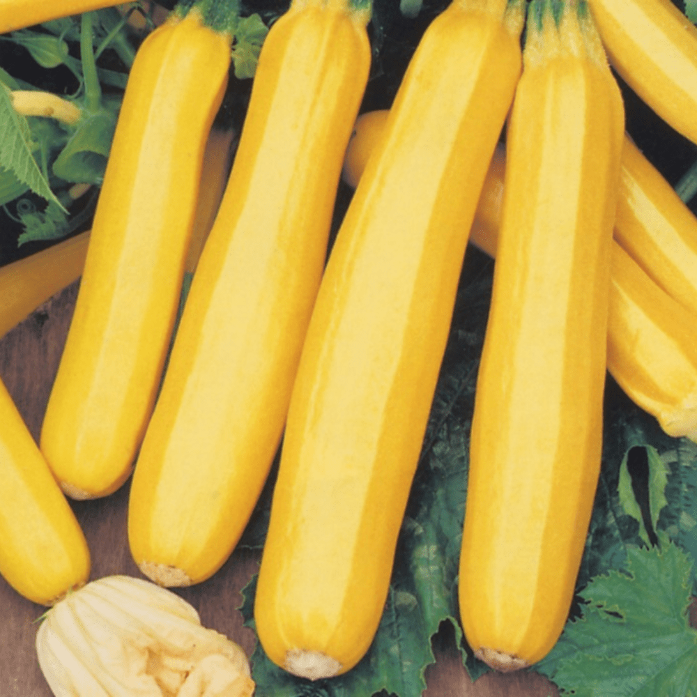 Buy Zucchini Gold Rush F1 by Kings Seeds online - Kings Seeds NZ